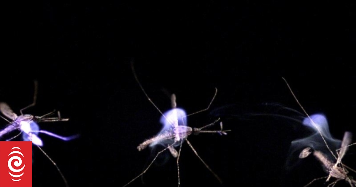 Laser strike: controlling insects using lasers | RNZ