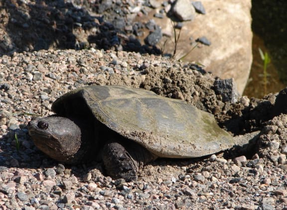 Snapping Turtles | A Gallery from Afternoons | RNZ National