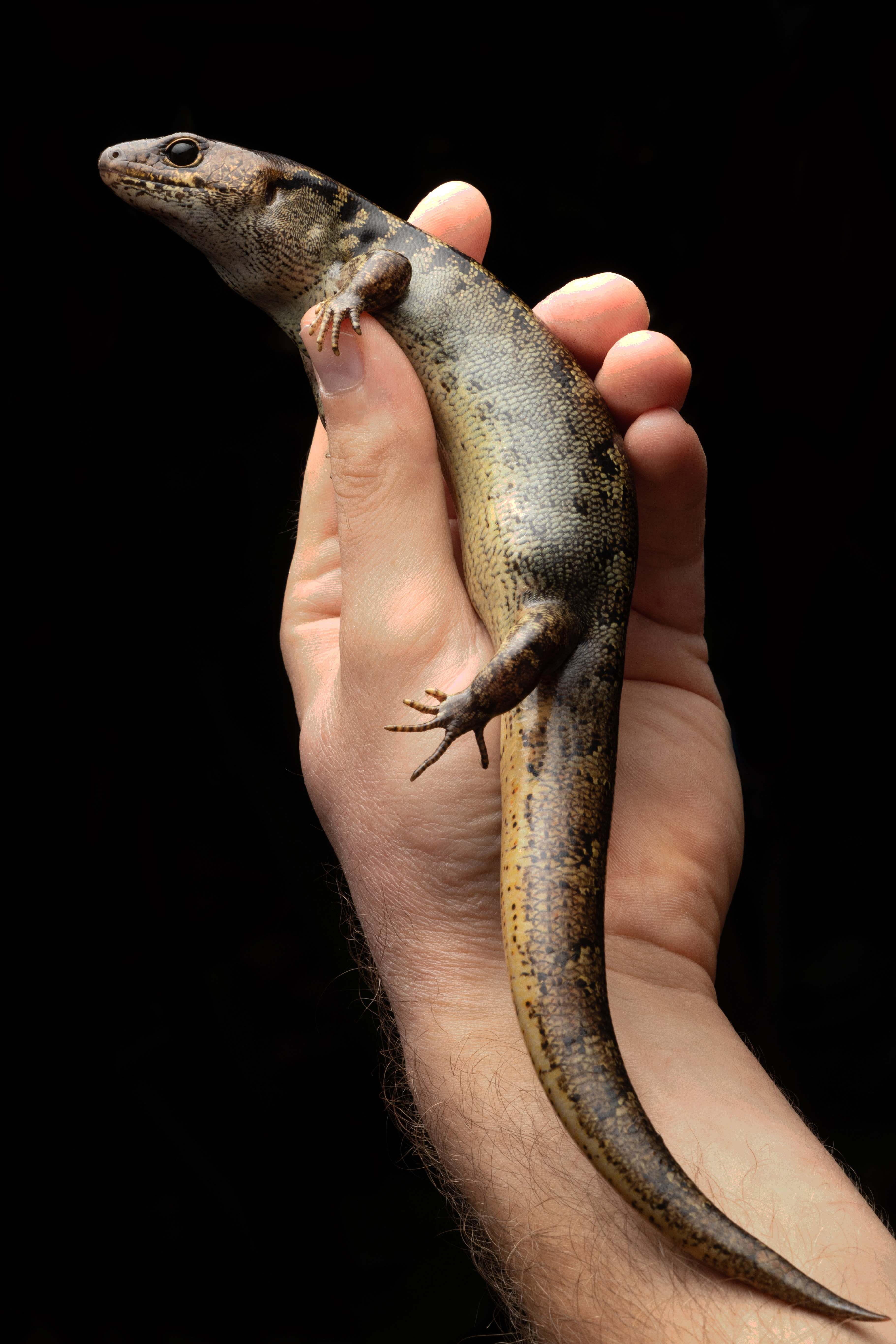 Reptiles and amphibians of Aotearoa | RNZ