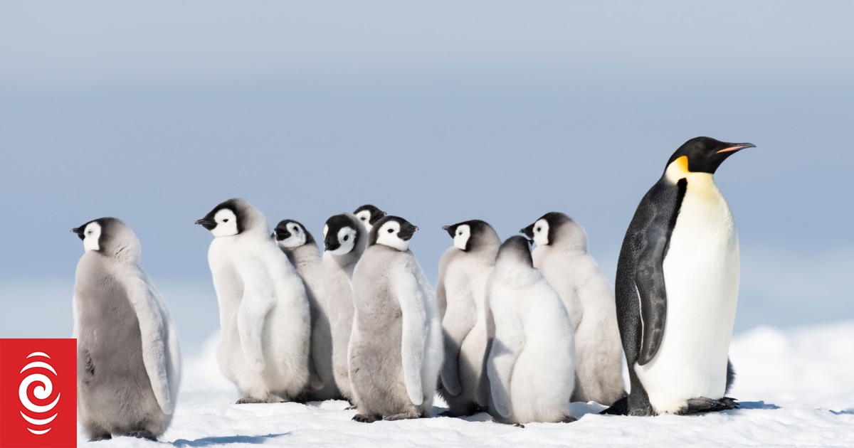 China, Russia again block moves to protect endangered emperor penguin ...