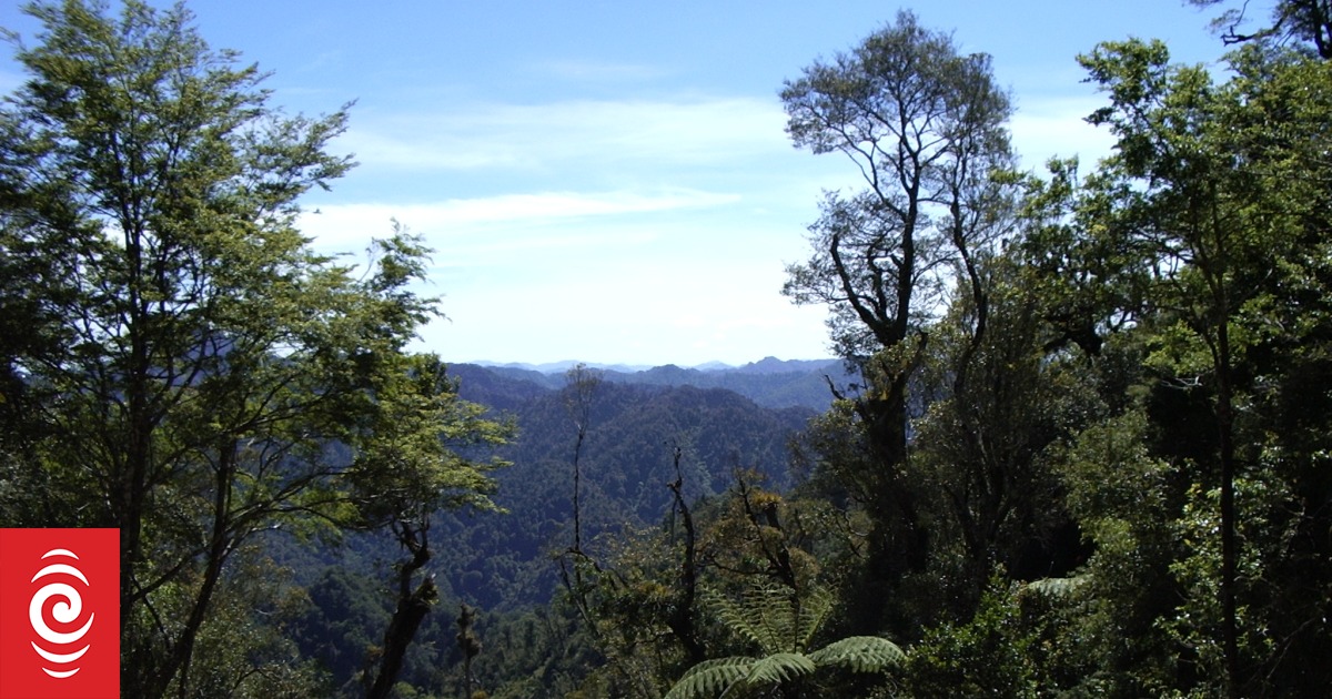 Hunters, hikers always welcome in Te Urewera - Tūhoe | RNZ