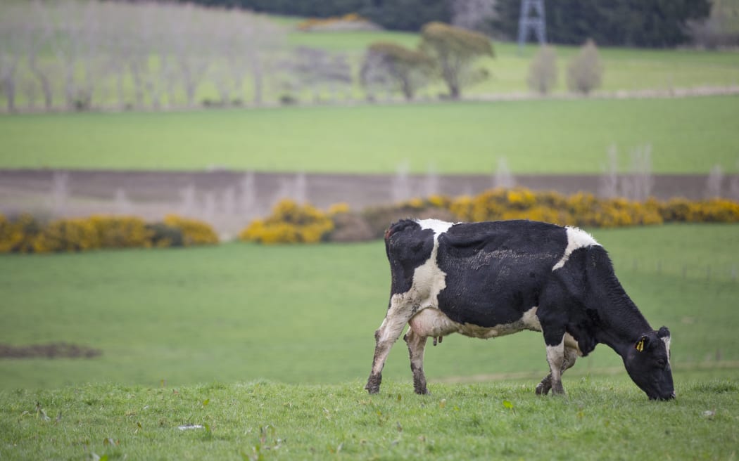 Mitigating methane - one artificial lab cow at a time | RNZ News