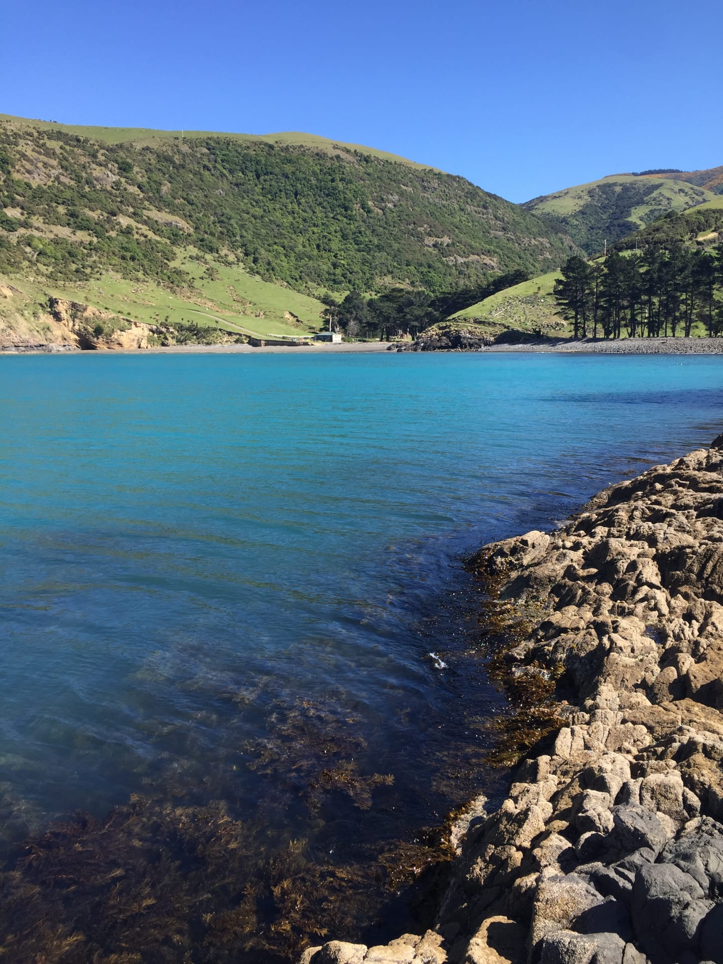 Kororā: Little Blue Penguin | Full Documentary | RNZ