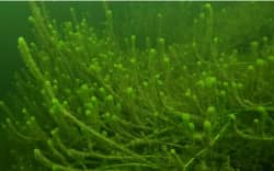 Large infestations of invasive lake weed Lagarosiphon found in South ...