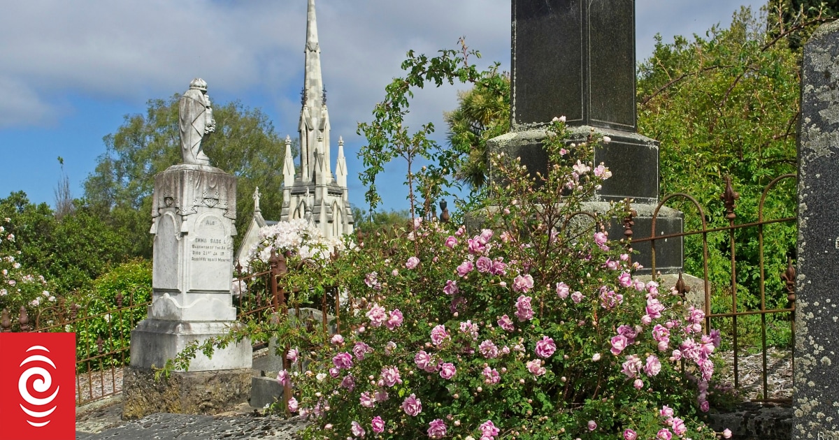 Restoring heritage roses to Dunedin's Northern Cemetery | RNZ