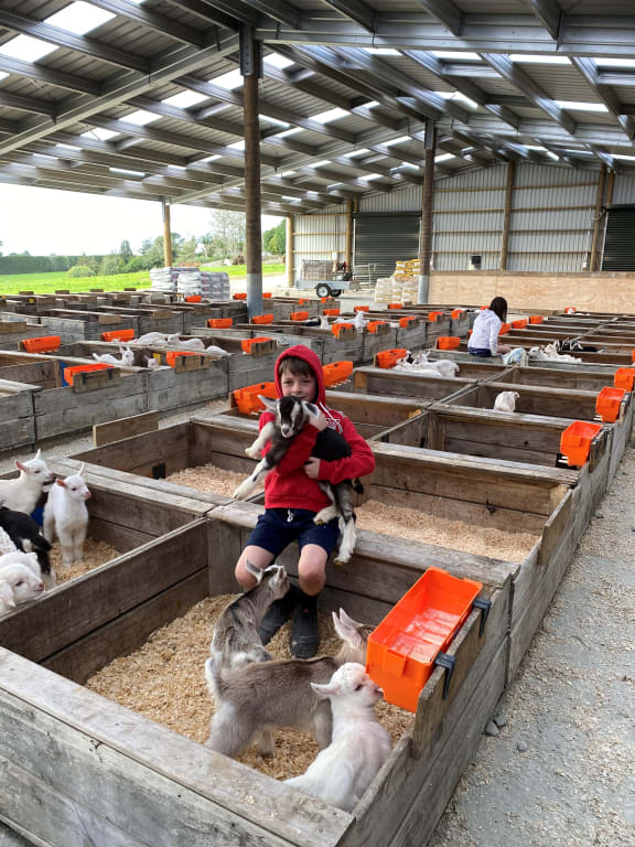 Oete Goat Farm | A Gallery from Nine To Noon | RNZ National