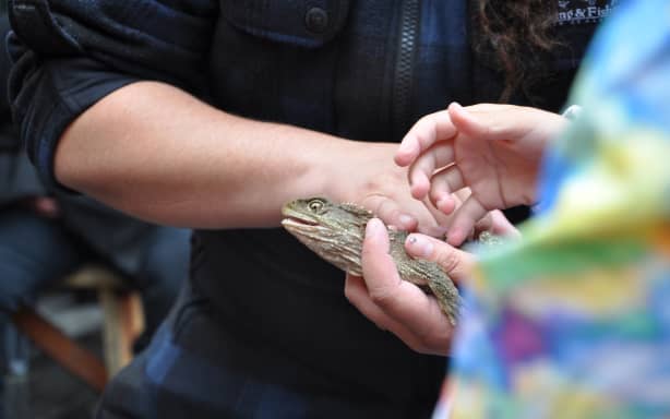 Dozens of tuatara to be released at Brook Waimārama Sanctuary in Nelson ...