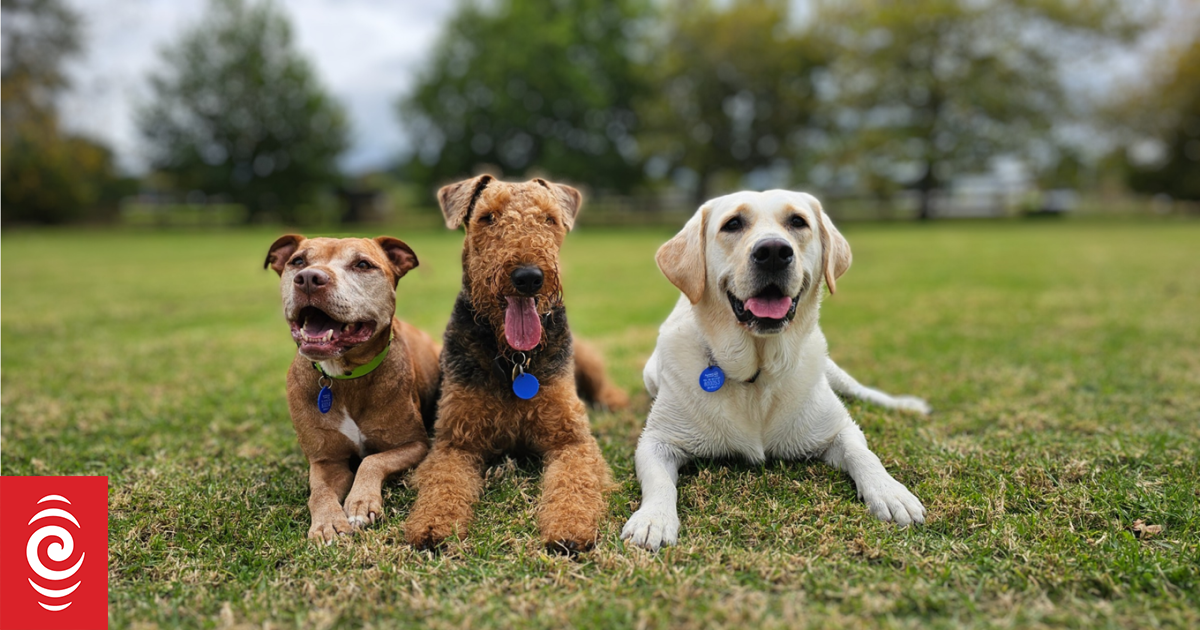 Auckland council cracking down on unregistered, roaming dogs as ...
