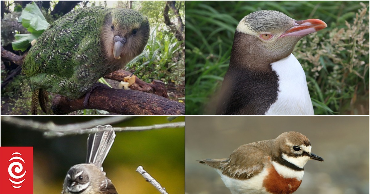 Bird of the year 2019: Hoiho takes the winning title | RNZ News