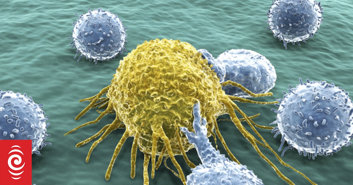 Engineering immune cells to kill cancer | RNZ