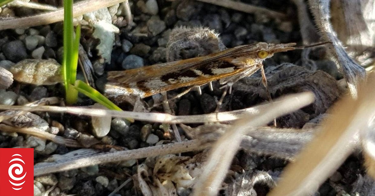 Critter of the Week - Kupe's grassmoth | RNZ