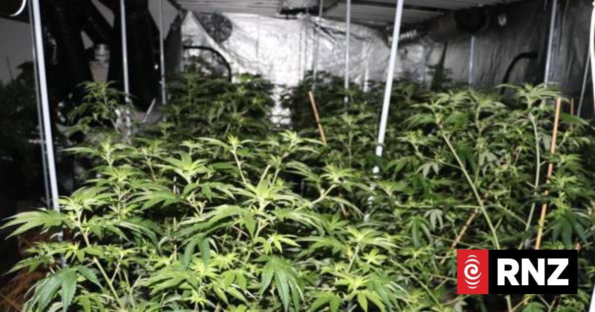 Auckland electrician's suspicions spark cannabis bust in Ōtāhuhu | RNZ