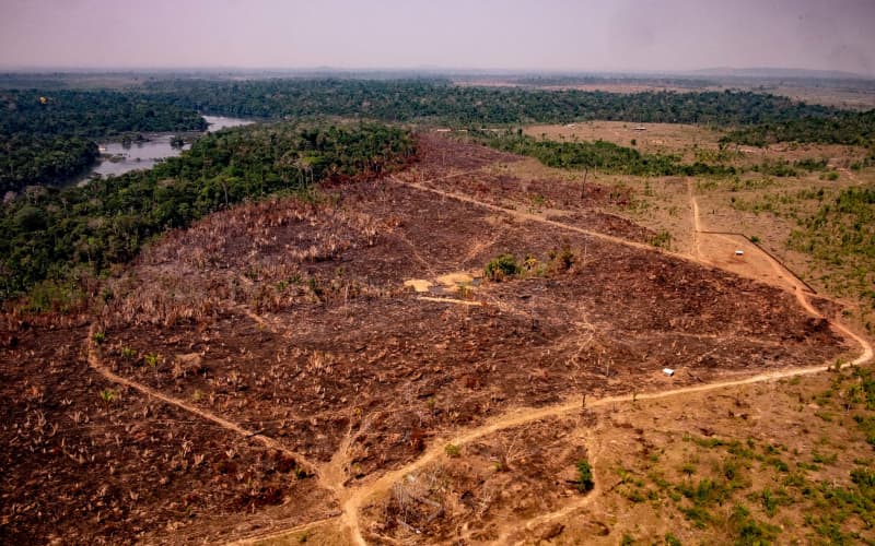 Destruction of forest in Brazil's Amazon decreases | RNZ