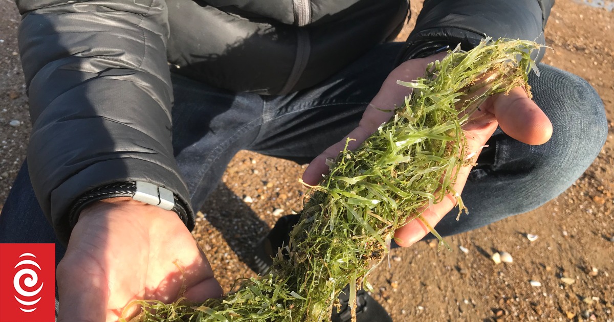 Around the motu : Susan Botting in Northland | RNZ