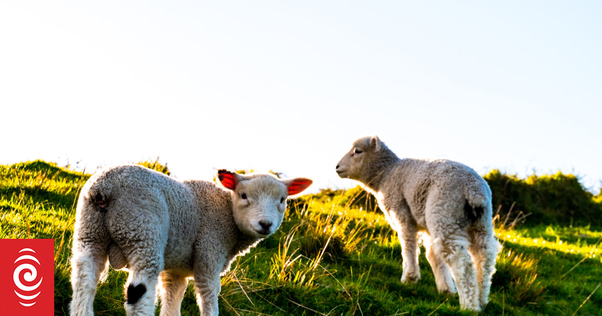 Burst of warm spring days, care of Australia | RNZ News