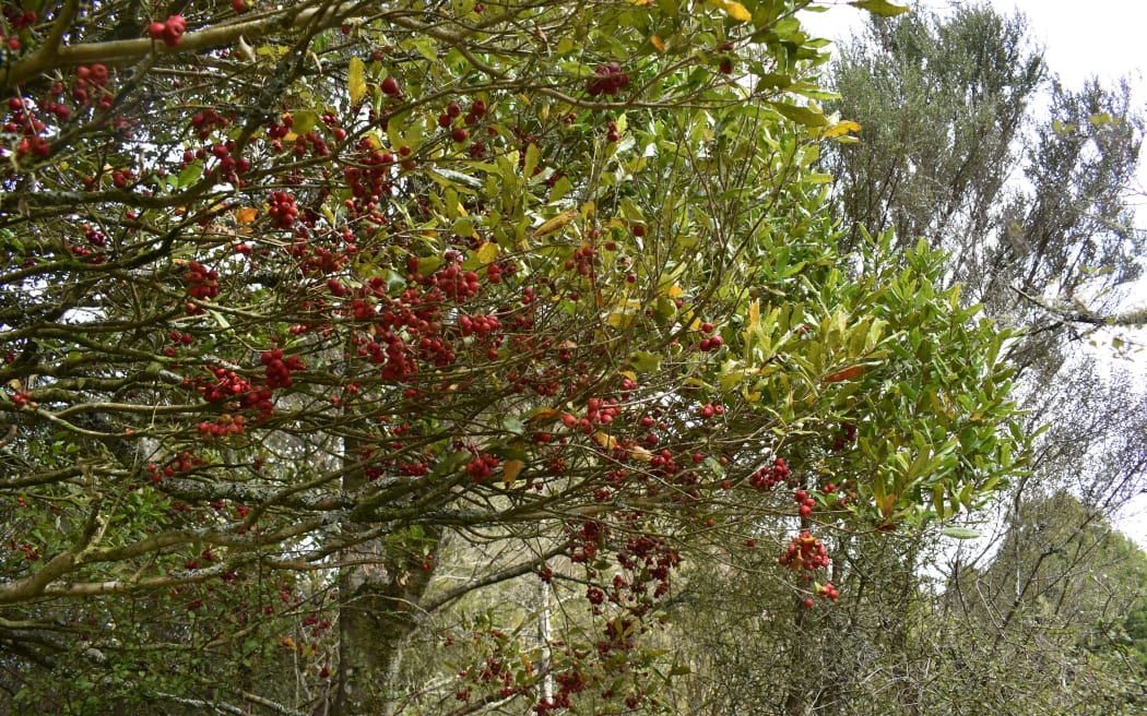 Critter of the Week | RNZ