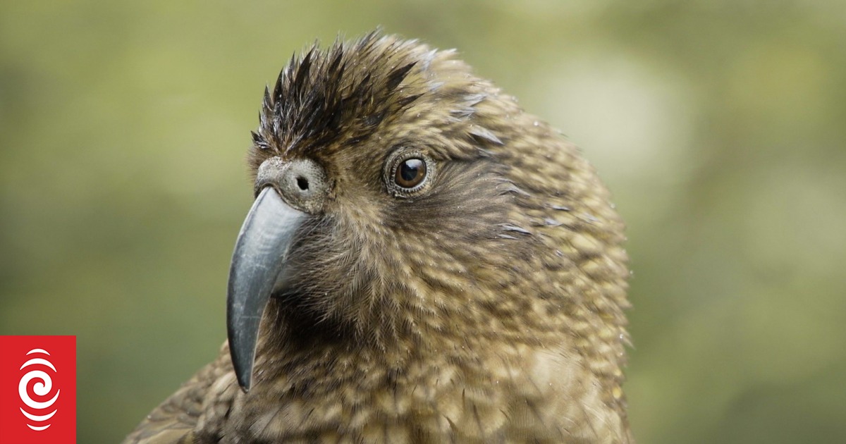 1080 poison drop: DOC 'confident' of avoiding unnecessary kea deaths ...