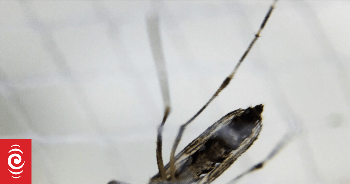 Expert Feature: insect pests | RNZ