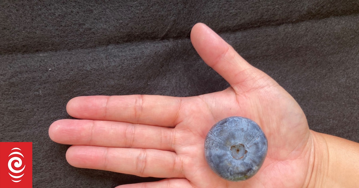 Australian farm grows world's biggest blueberry | RNZ News
