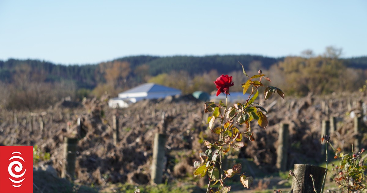 Rich flush of roses blooming in the mud of cyclone-hit Esk Valley | RNZ ...
