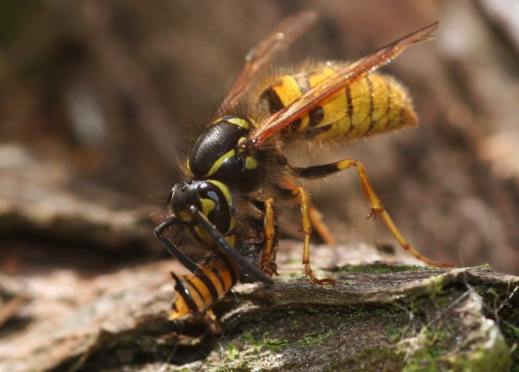 Wasp genomes revealed | RNZ