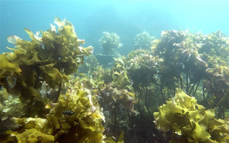 Kelp, Pōhutukawa and other vegetation could slow down tsunamis ...