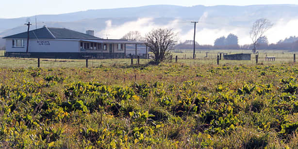 Cows killed after eating tainted fodder | RNZ