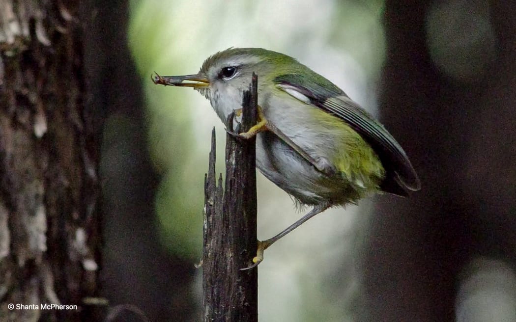 Rifleman, NZ's smallest bird, may be 'missing link' in birdsong ...