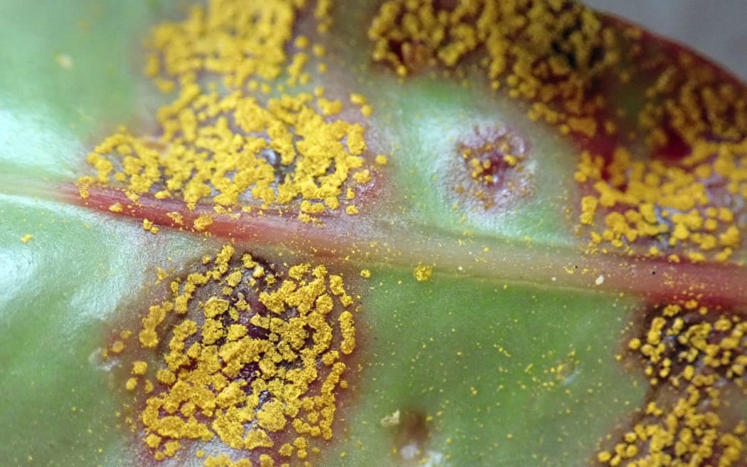 Remote sensing technology used to detect myrtle rust days before signs ...