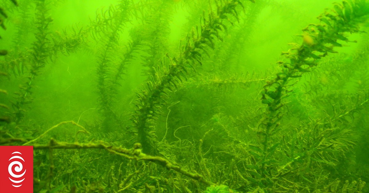 Freshwater pests threaten West Coast lakes: What you can do to help ...