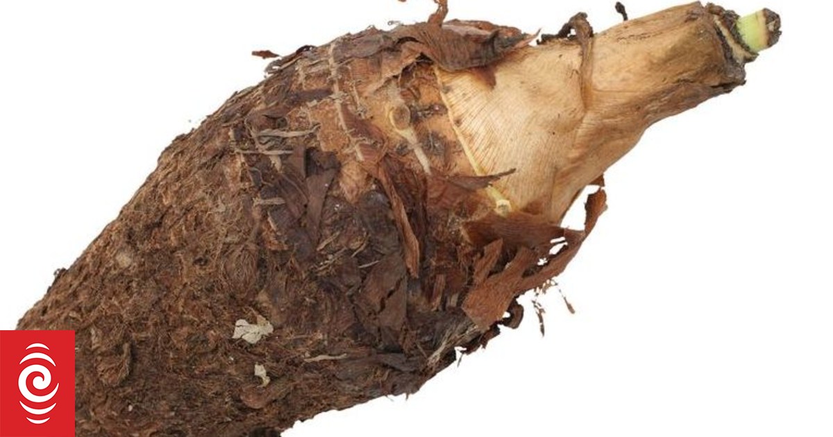 Traditional crop knowledge preserved in Tongan book | RNZ News