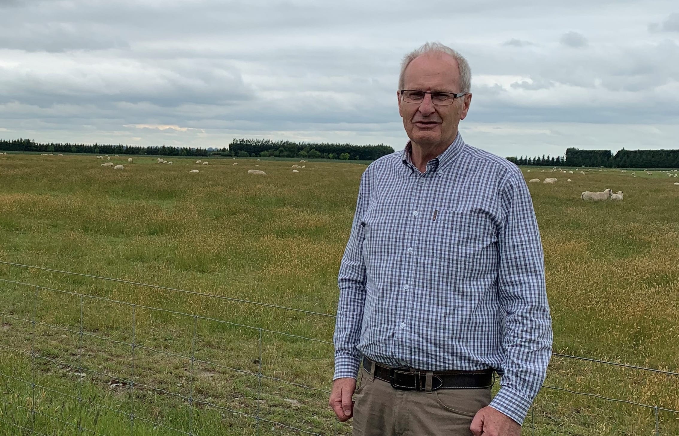 Wool Impact NZ plans for positive impact | RNZ