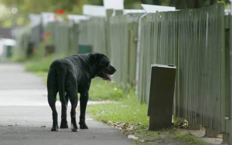 Ōtara Kāinga Ora tenant evicted after repeatedly abusing agency staff | RNZ