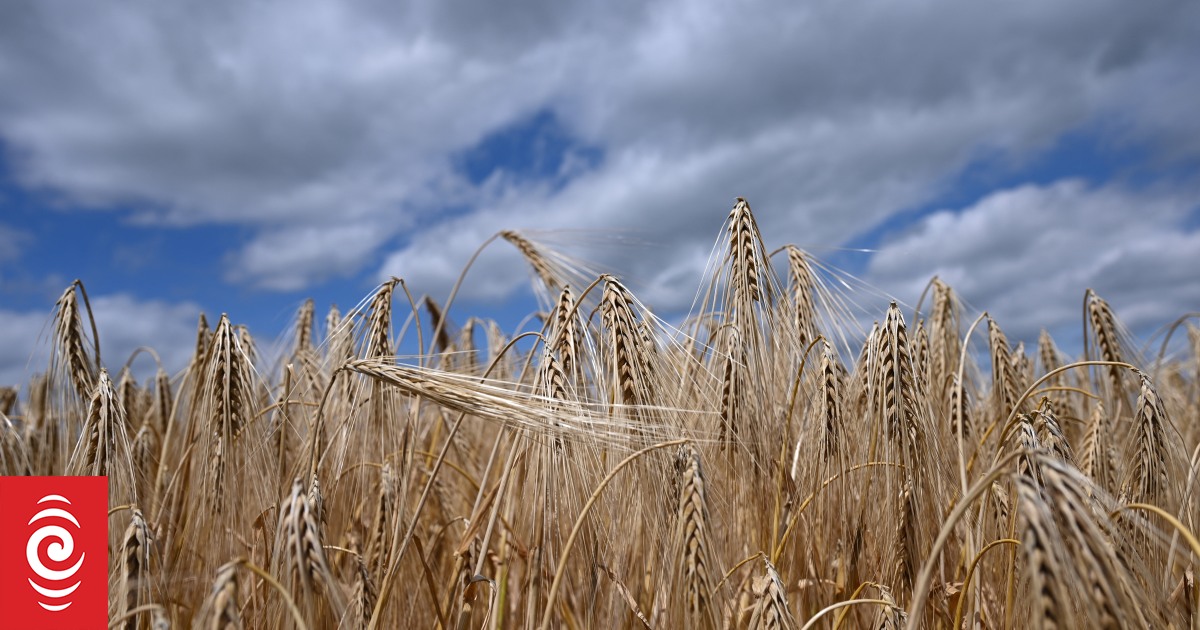 Ali Hill: The Nutrition Edition | RNZ