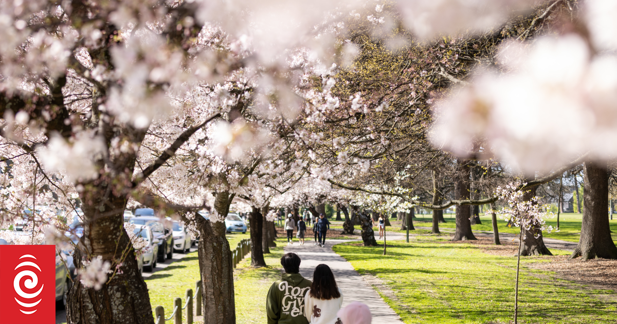 'Welcome of Spring': North Hagley Park's cherry trees burst into bloom ...