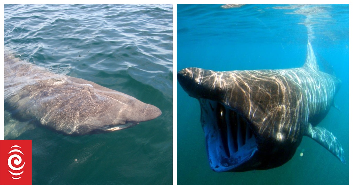 Critter of the Week The Basking Shark | RNZ