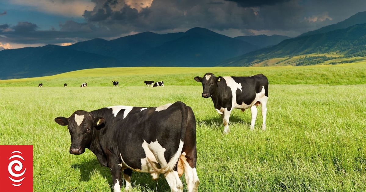 Maori dairy farming finalists announced | RNZ News