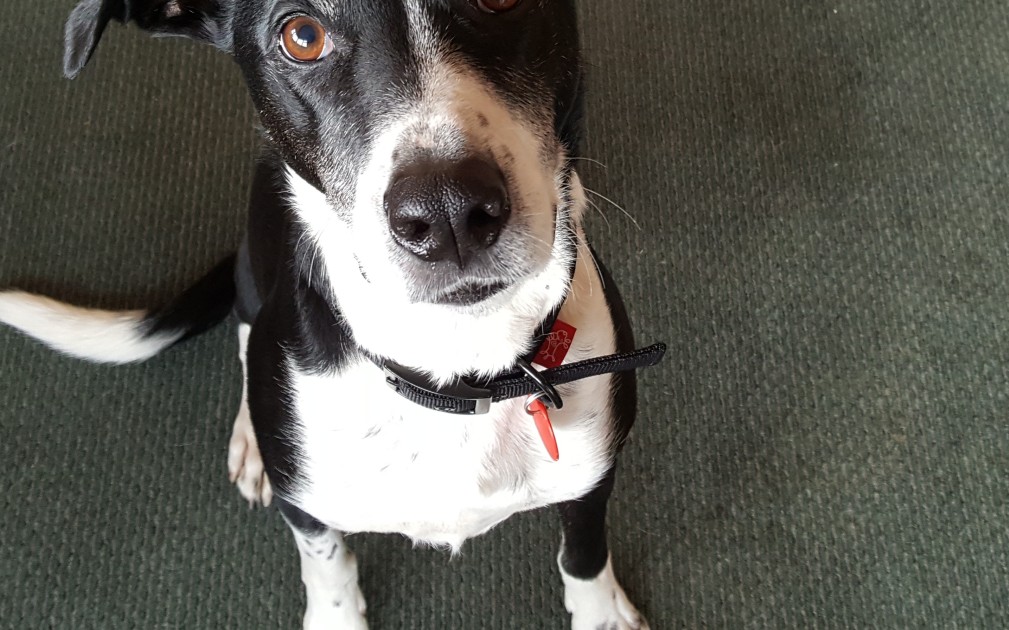 Canine DNA and 'Darwin's Dogs' | RNZ News