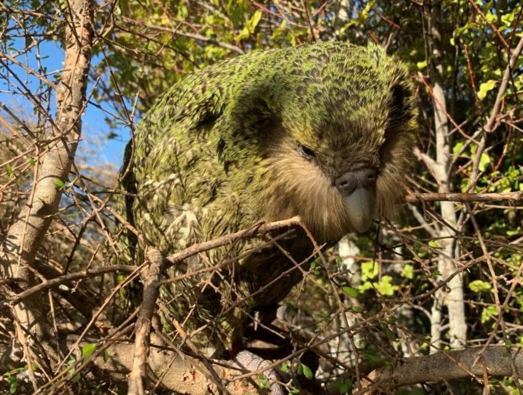 Kākāpō population hits new high of 213 birds | RNZ