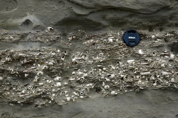 The New Zealand Fossil Record Files | RNZ