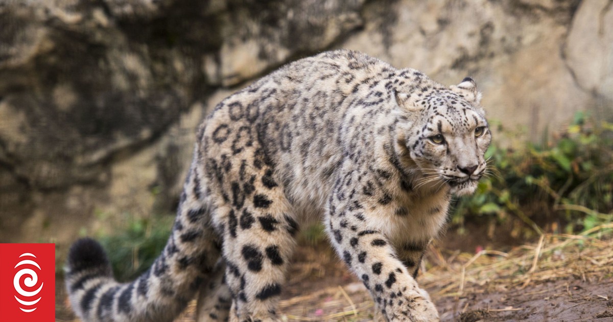Snow leopards change spots, no longer 'endangered' | RNZ News
