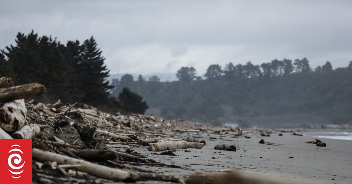 Forestry slash at beach: 'It is a terrible tragedy' | RNZ News