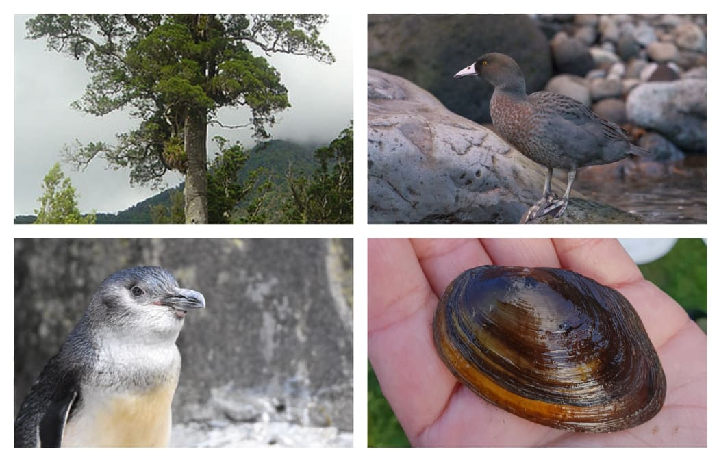 What effects did Cyclone Gabrielle have on native species? | RNZ News