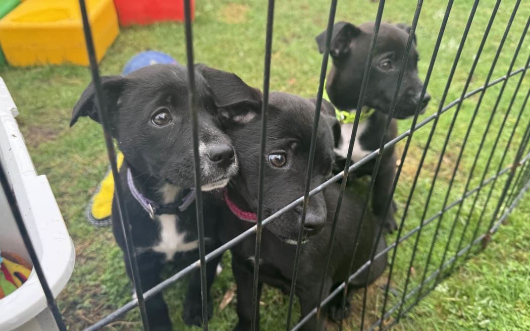 SPCA pushes for regulations over puppy breeding | RNZ