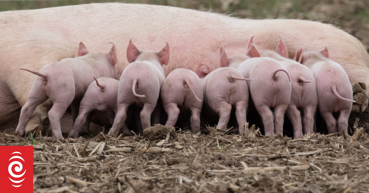 Pork industry wants welfare code extended to imports | RNZ News