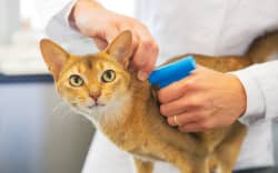 Unneutered pet shop kittens flood SPCA | RNZ