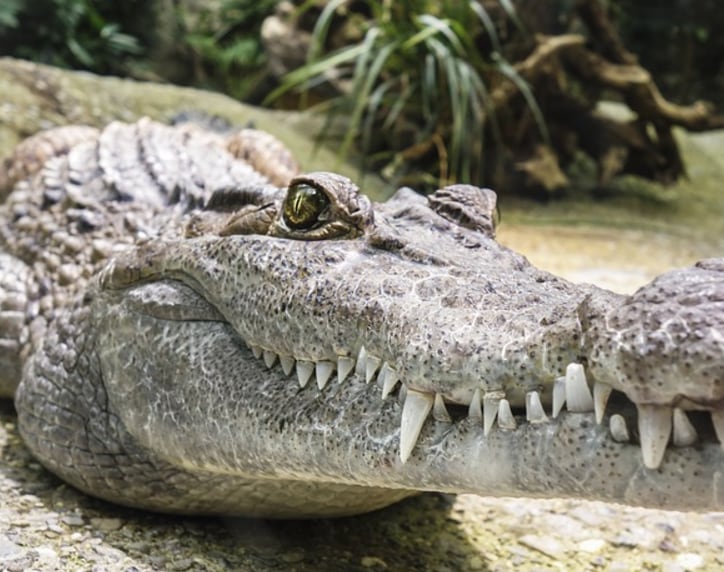 Nearly 300 crocodiles slaughtered in West Papua | RNZ News