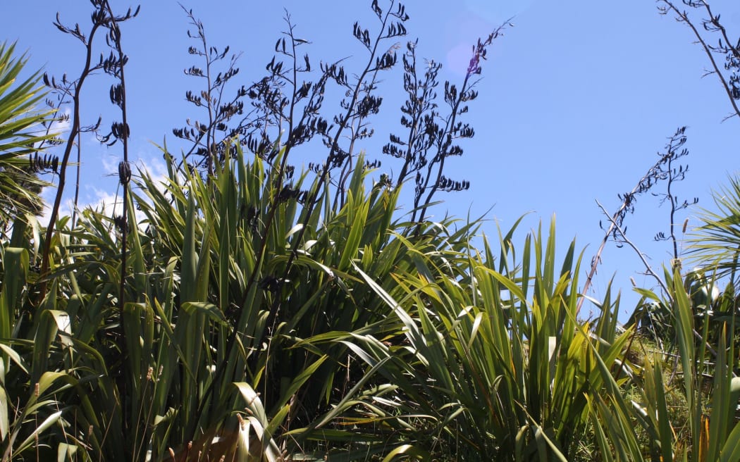 Respecting the tikanga surrounding harakeke | RNZ
