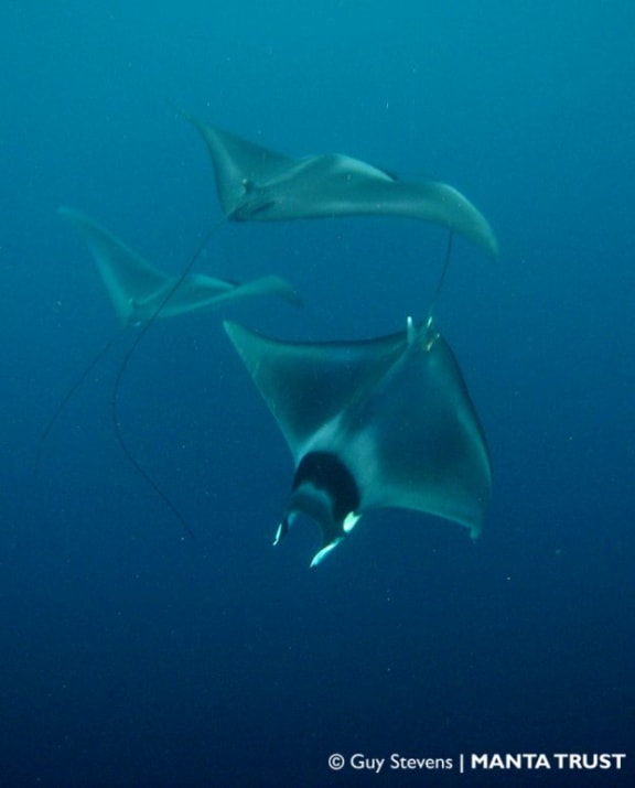 Spinetail Devil Rays | RNZ