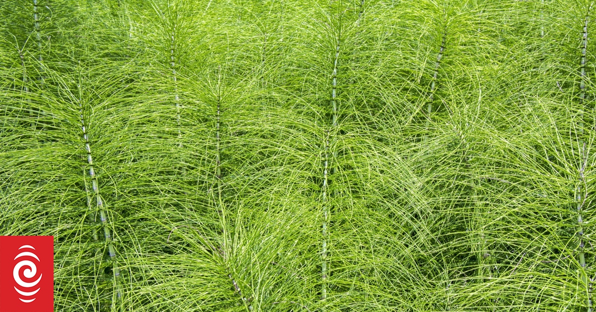 British Weevil chosen to fight invasive weed | RNZ News
